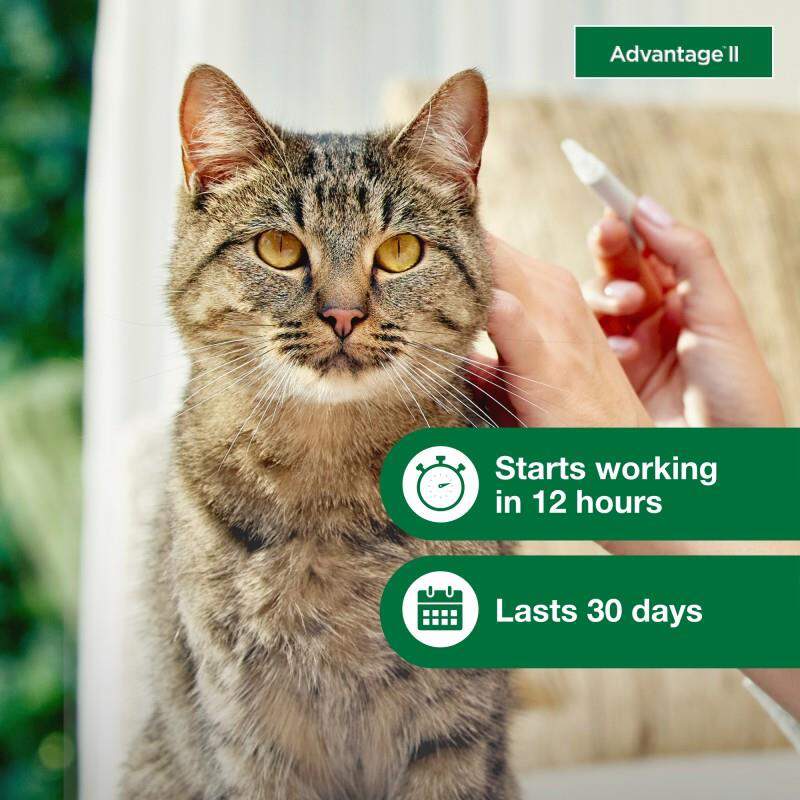Buy Advantage Ii Flea Control For Cats & Kittens At Tractor Supply Co