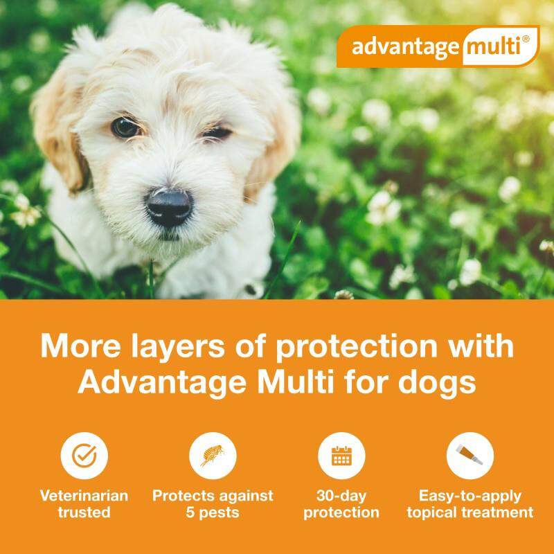 Bayer Advantage Multi Flea For Dogs At Tractor Supply Co