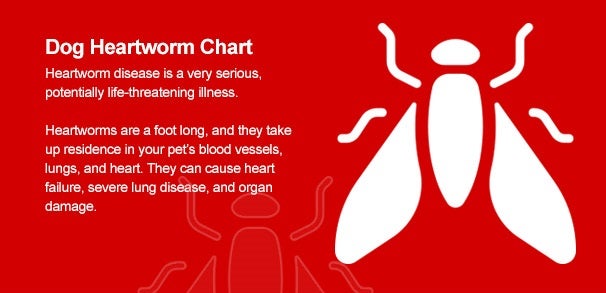 Dog Heartworm Chart