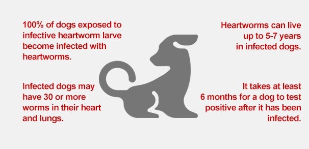 Dog Heartworm Chart